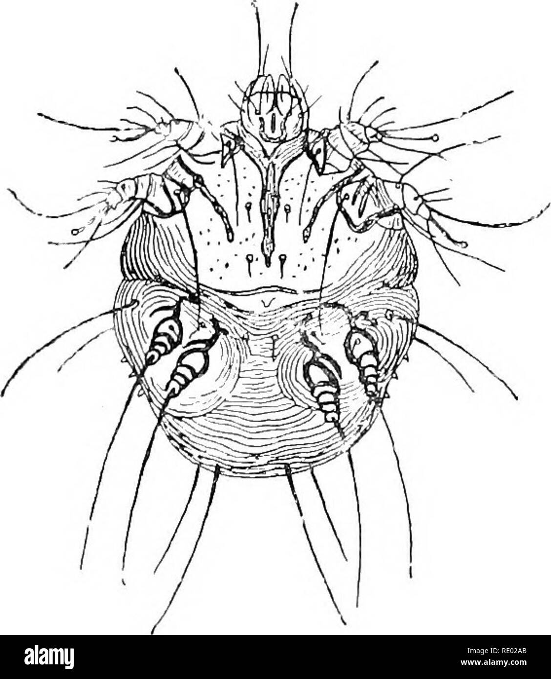 . Diseases of cattle, sheep, goats and swine. Veterinary medicine. Fig ...