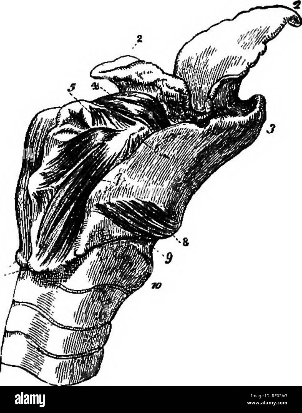 . A text-book of comparative physiology for students and practitioners ...