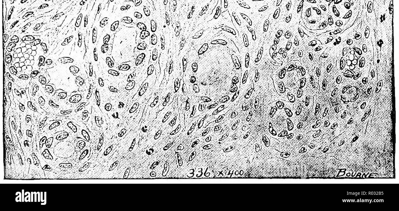 . A text book of veterinary pathology, for students and practitioners ...