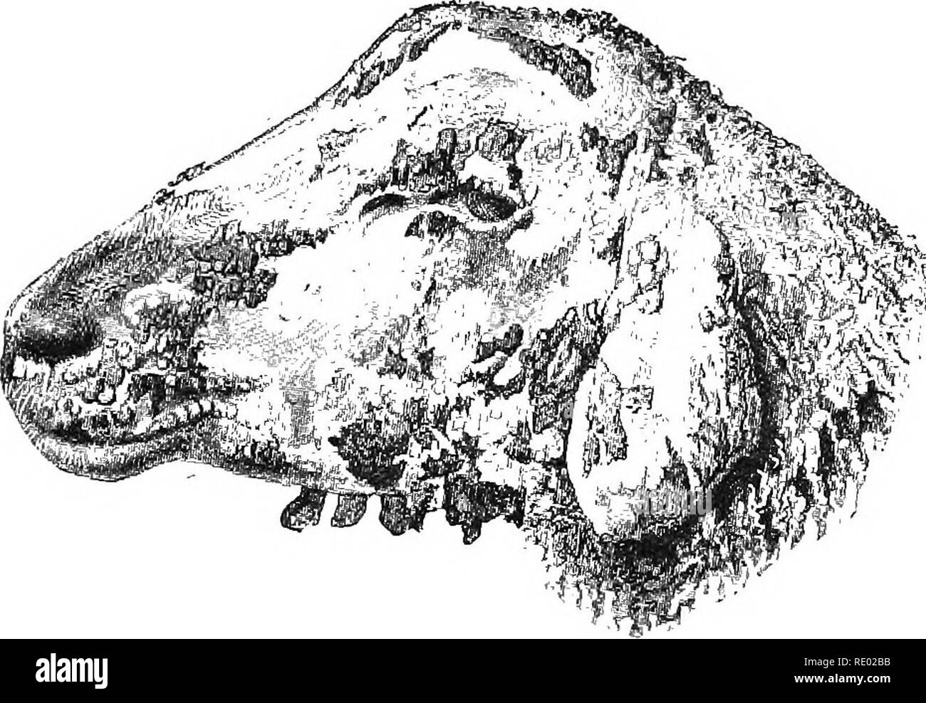 Bleeding sheep in hi-res stock photography and images - Alamy