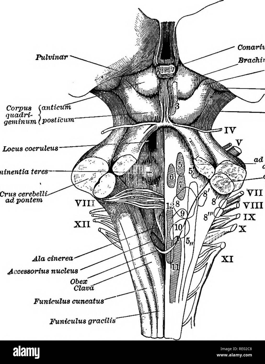 Posticum Black and White Stock Photos & Images - Alamy