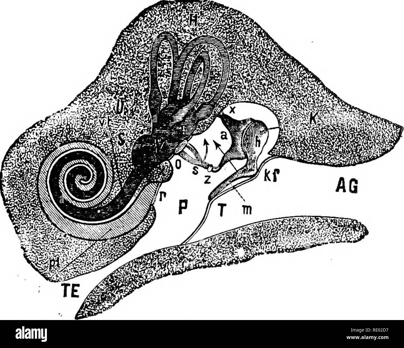 . The physiology of the domestic animals; a text-book for veterinary ...