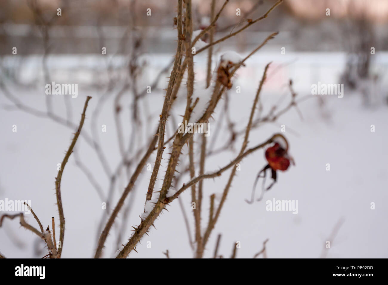 Winter landscape and snow on a wild rose bush close-up Stock Photo - Alamy