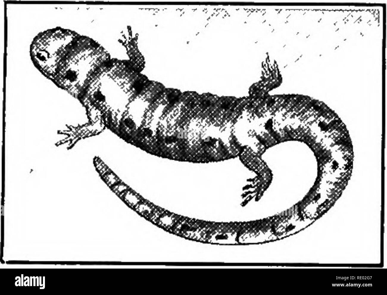 . Nature study and agriculture. Nature study; Agriculture. 416 WILD ...