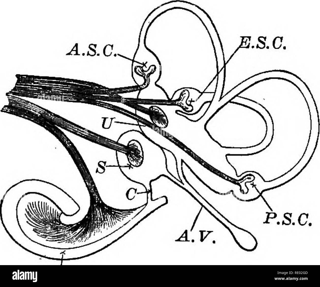 Macula of saccule hi-res stock photography and images - Alamy