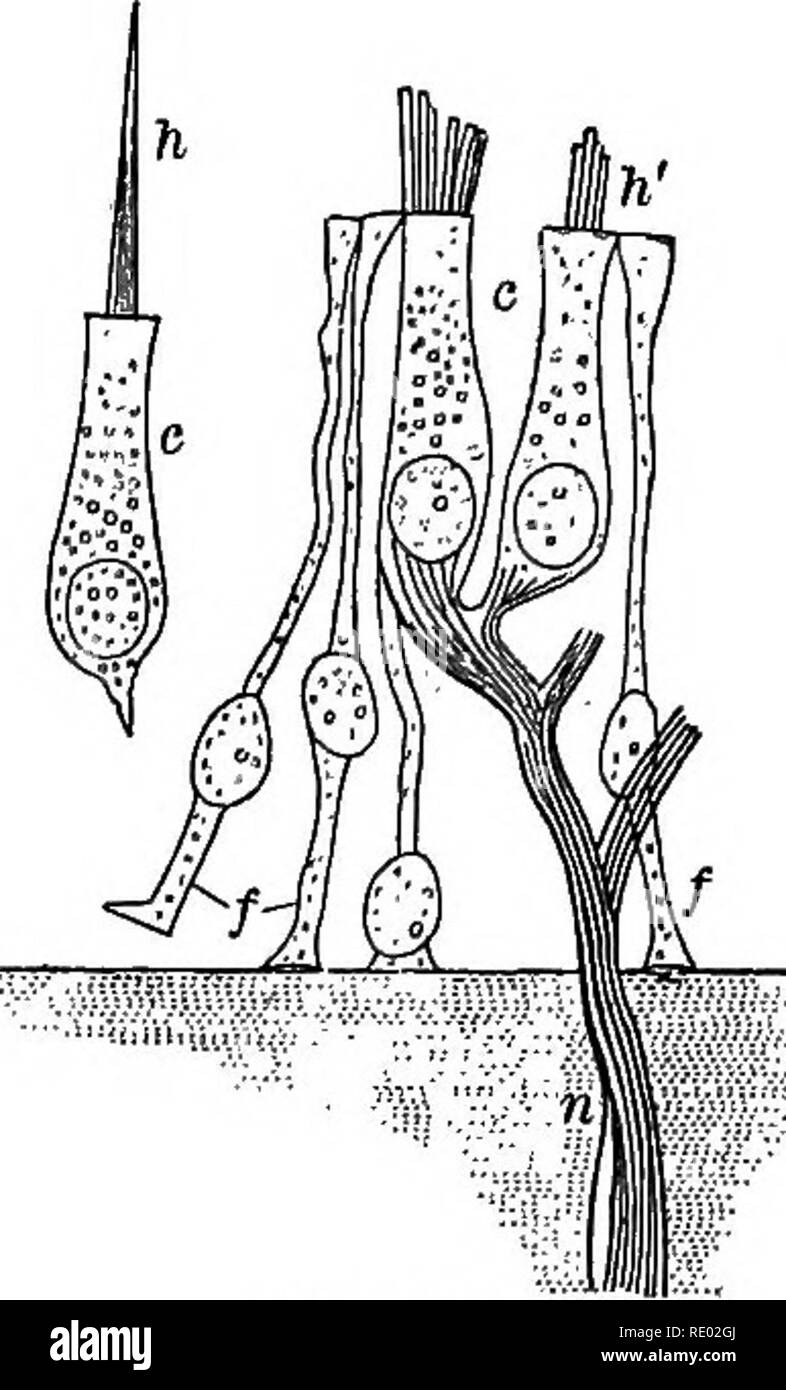 Membrana tectoria High Resolution Stock Photography and Images - Alamy