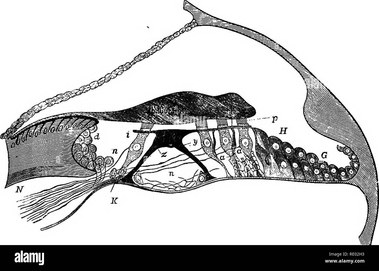 Cochlea hair cells hi-res stock photography and images - Alamy