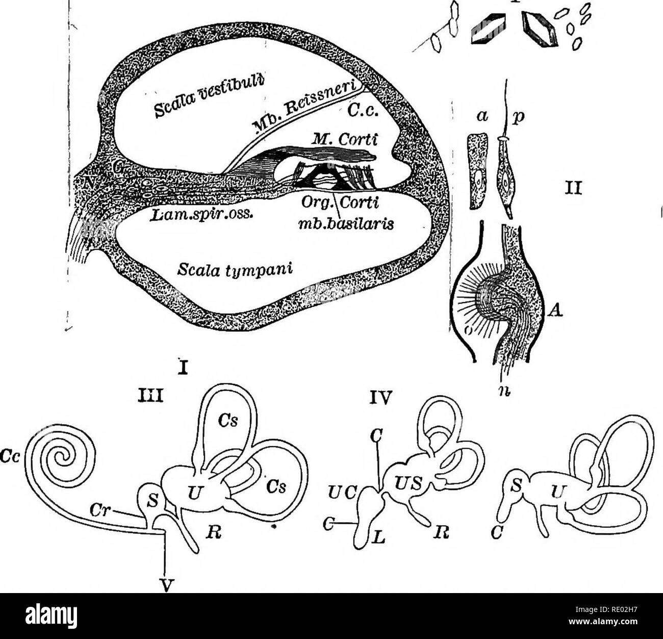 Membrana tectoria High Resolution Stock Photography and Images - Alamy