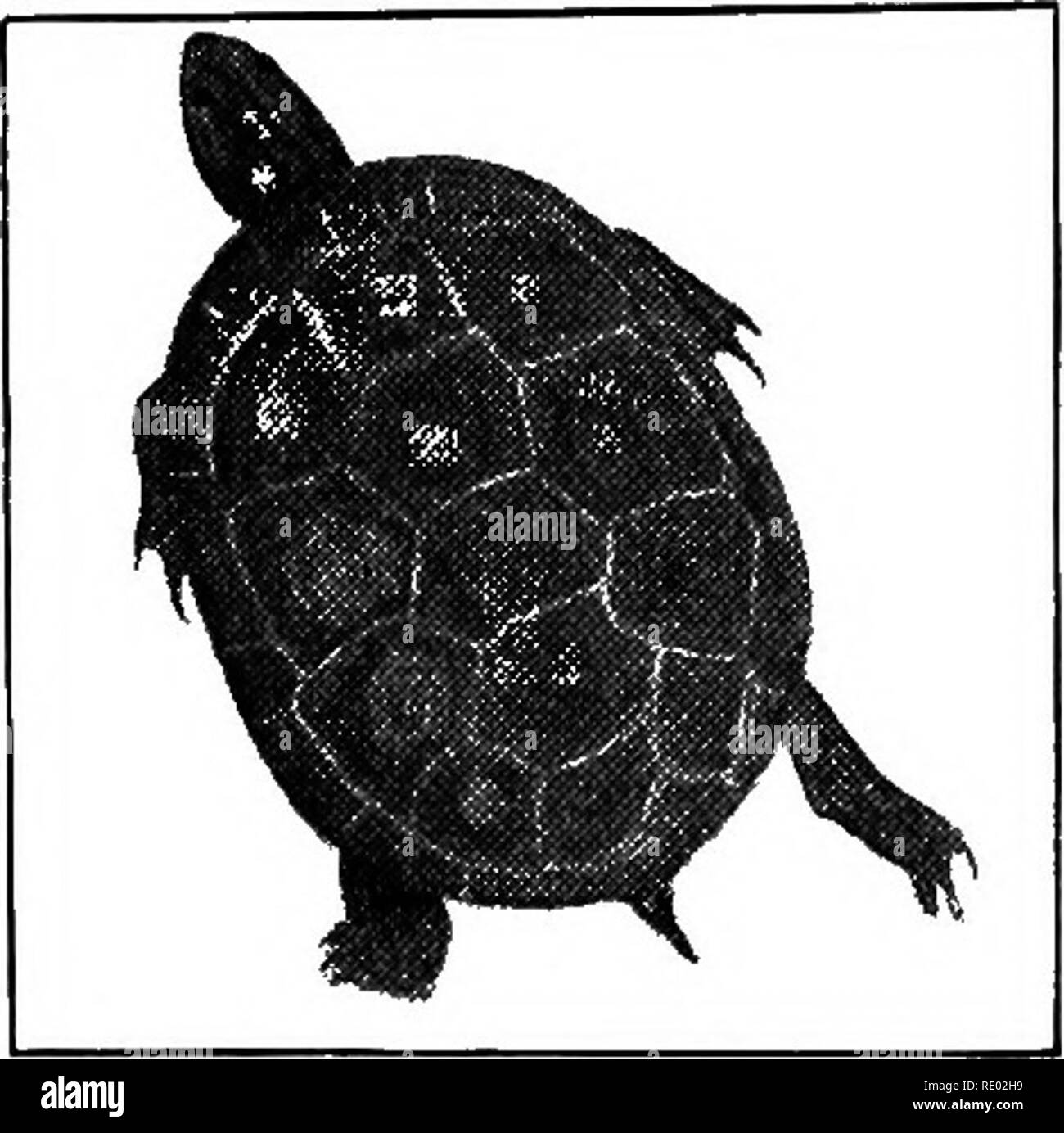 Withdrawn in shell Black and White Stock Photos & Images - Alamy