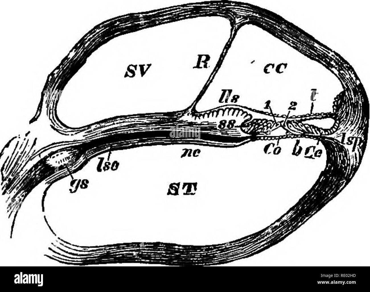 Membrana tectoria Black and White Stock Photos & Images - Alamy