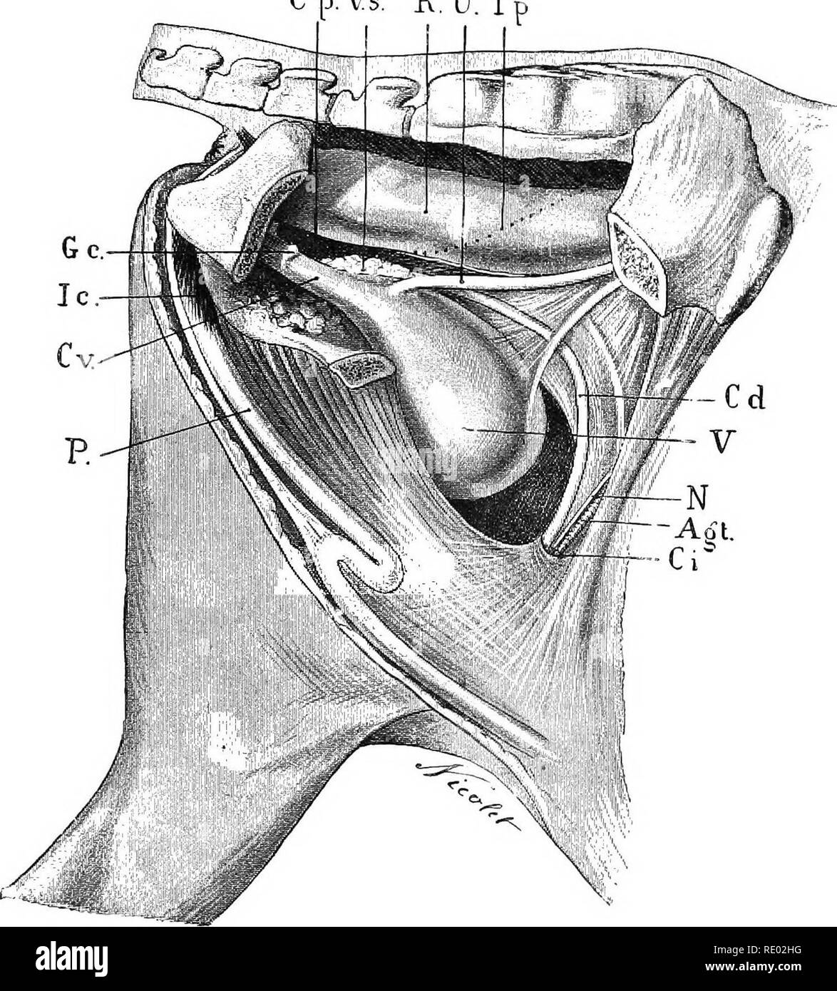 Left Ureter Stock Photos & Left Ureter Stock Images - Alamy