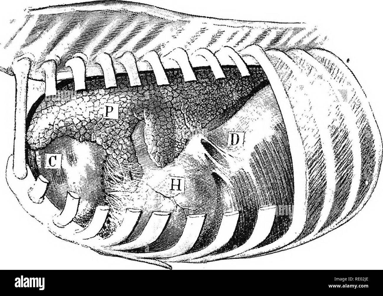 . Diseases of cattle, sheep, goats and swine. Veterinary medicine ...