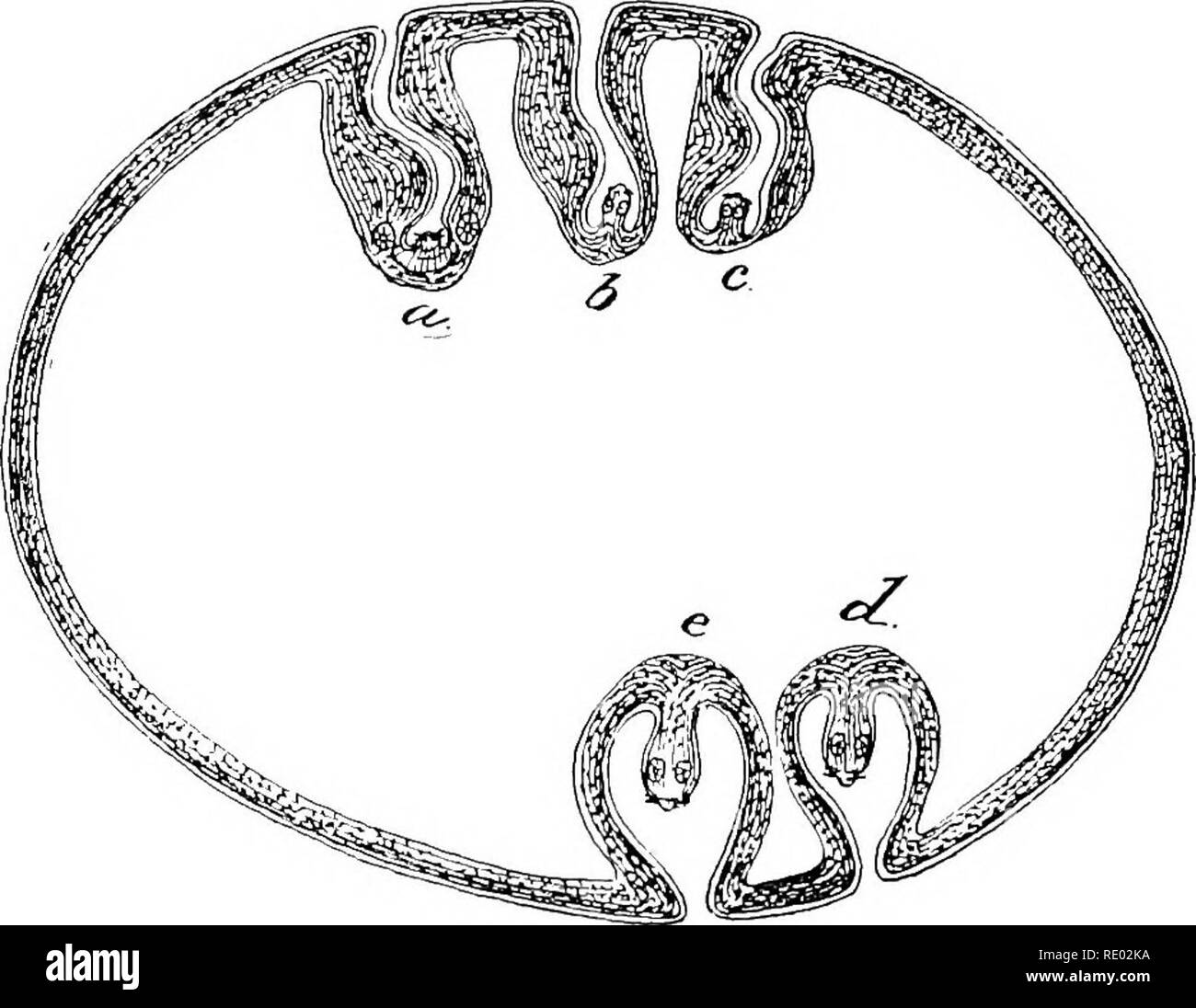 Central nervous system movement Black and White Stock Photos & Images ...