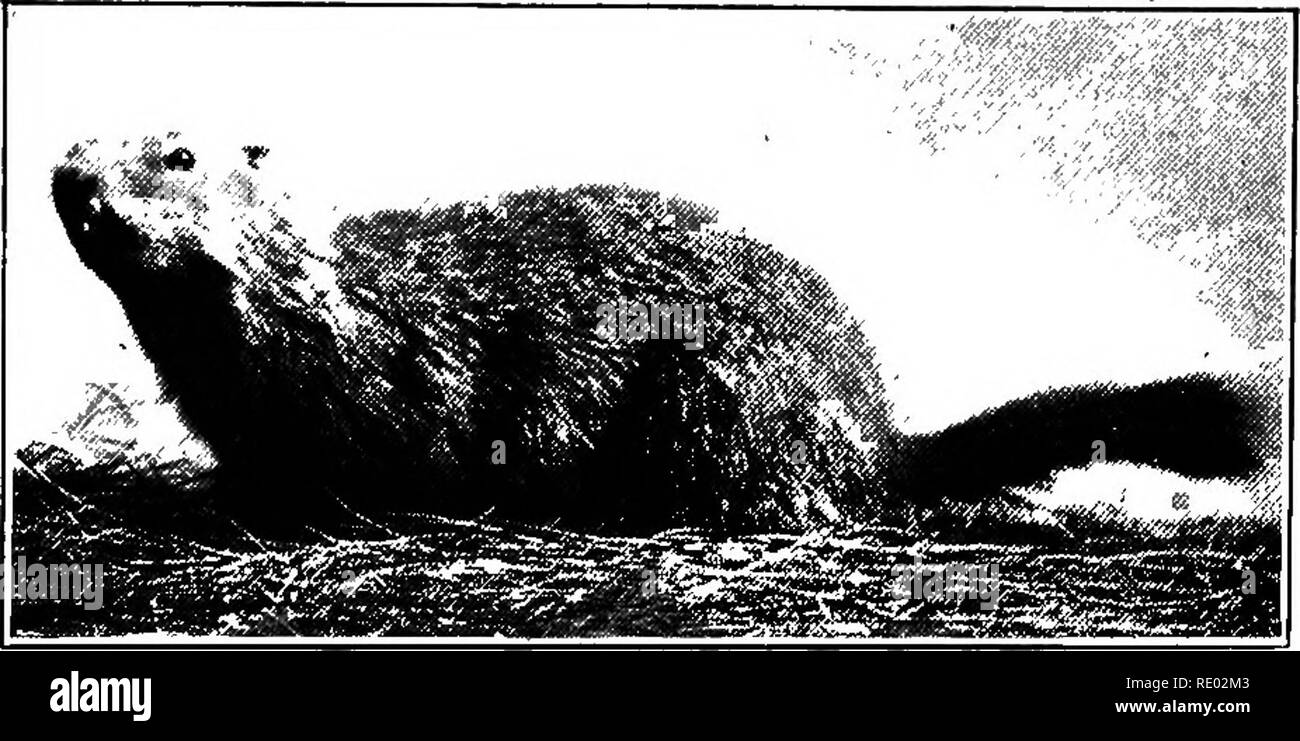 Flickertail ground squirrel Black and White Stock Photos & Images - Alamy