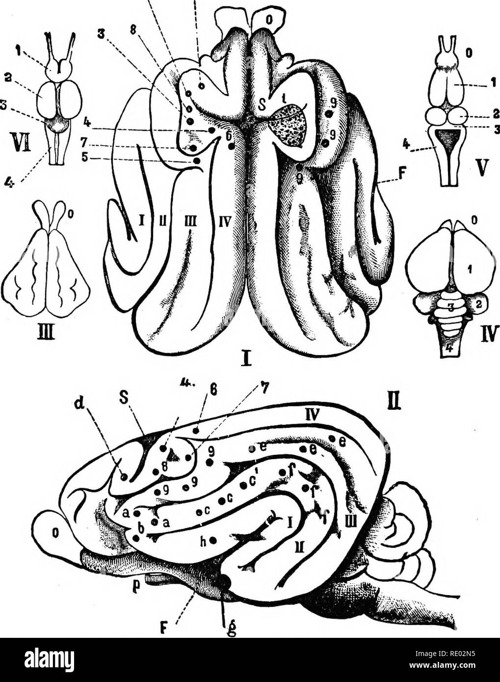 Cerebrum dog hi-res stock photography and images - Alamy