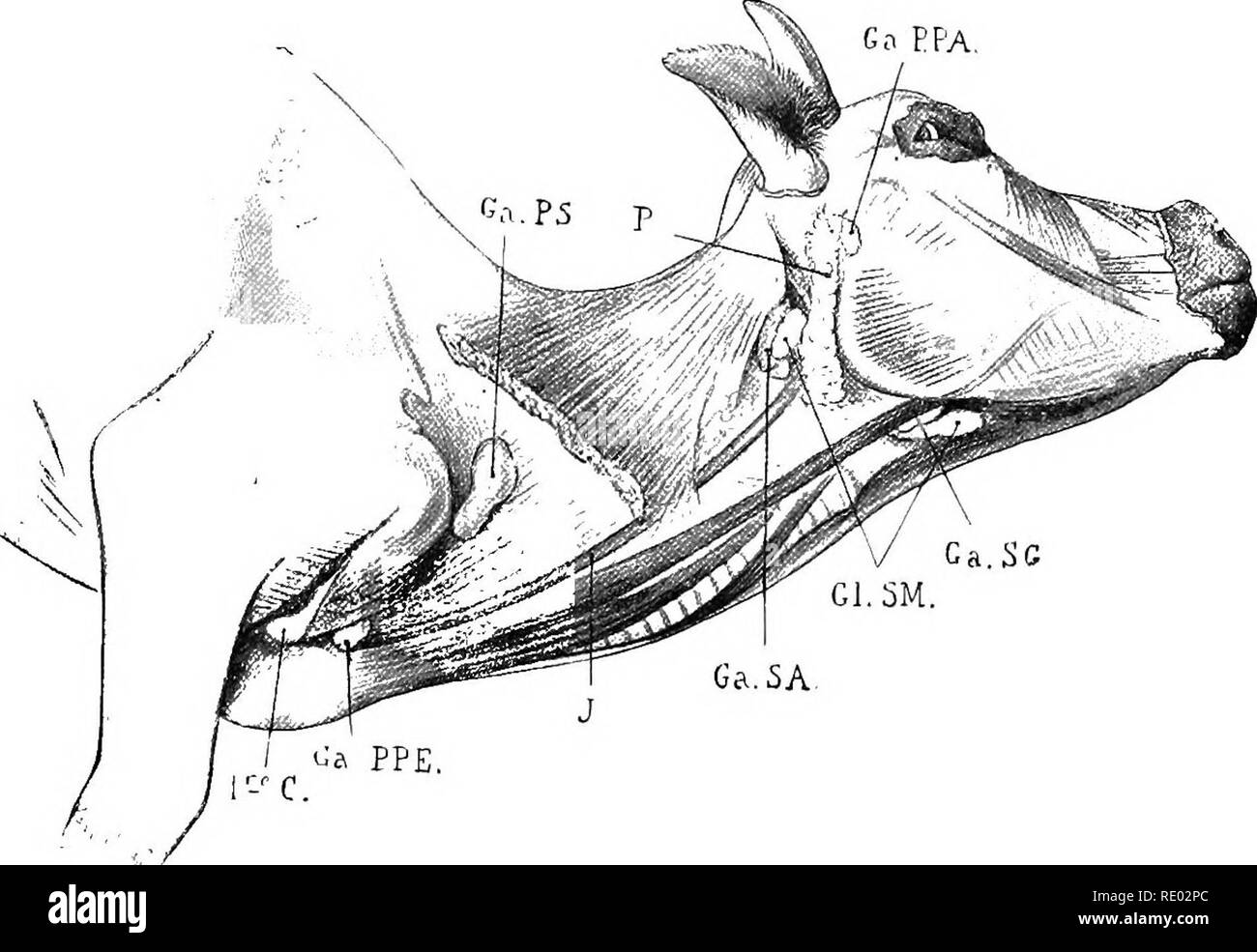 Lymphatic system of neck and head hi-res stock photography and images ...