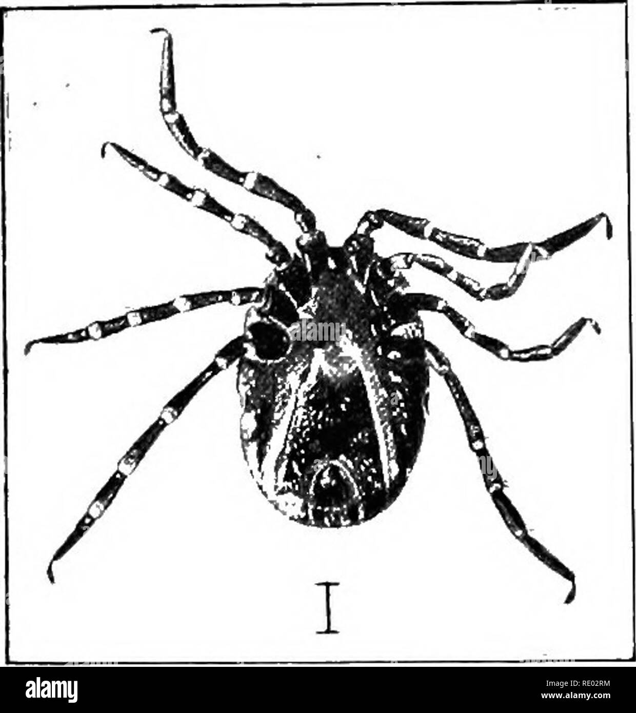 Removing a tick Black and White Stock Photos & Images - Alamy