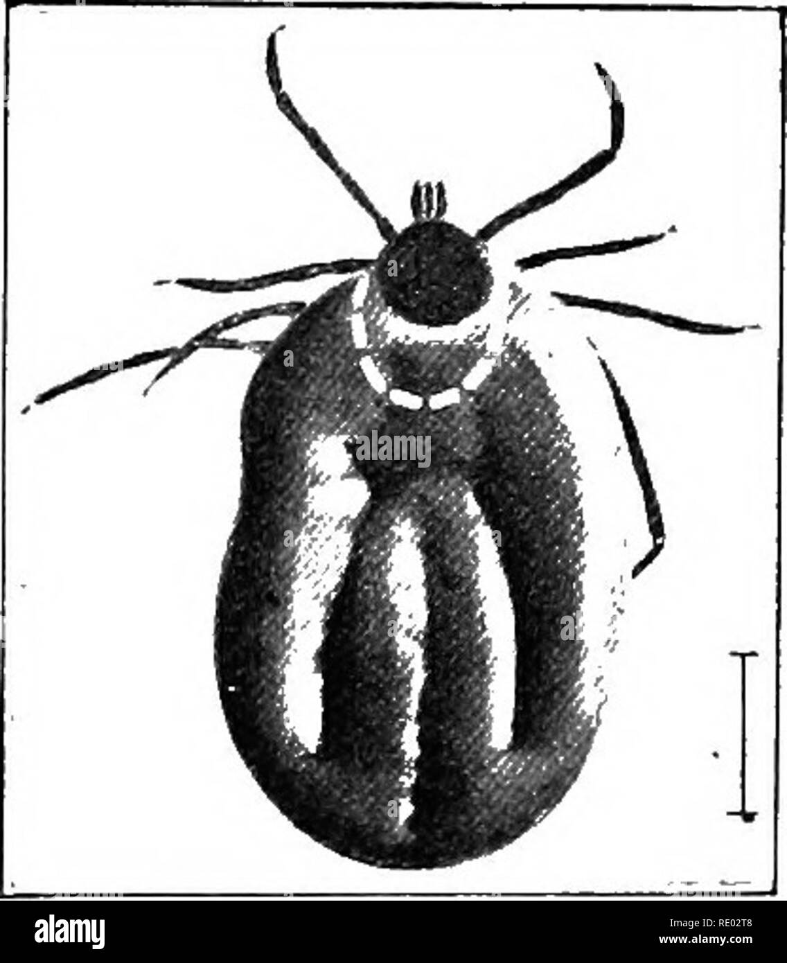 . Diseases of cattle, sheep, goats and swine. Veterinary medicine ...