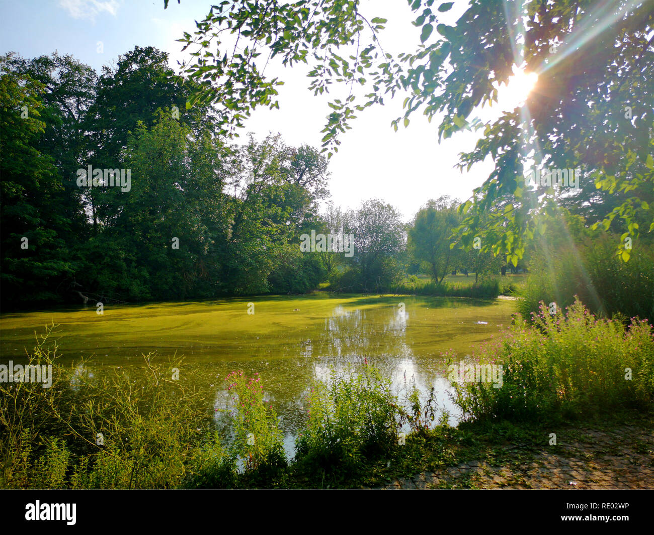 Pond in Germany Stock Photo - Alamy