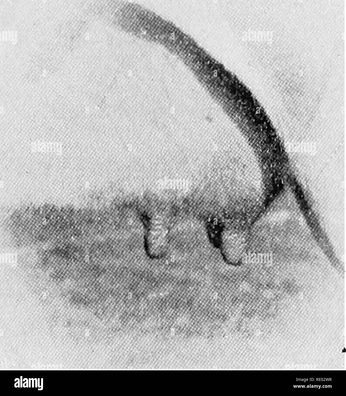 Udder anatomy hi-res stock photography and images - Alamy