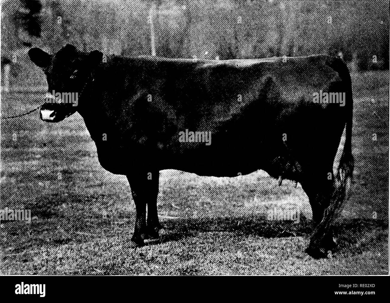 Aberdeen angus cow Black and White Stock Photos & Images - Alamy