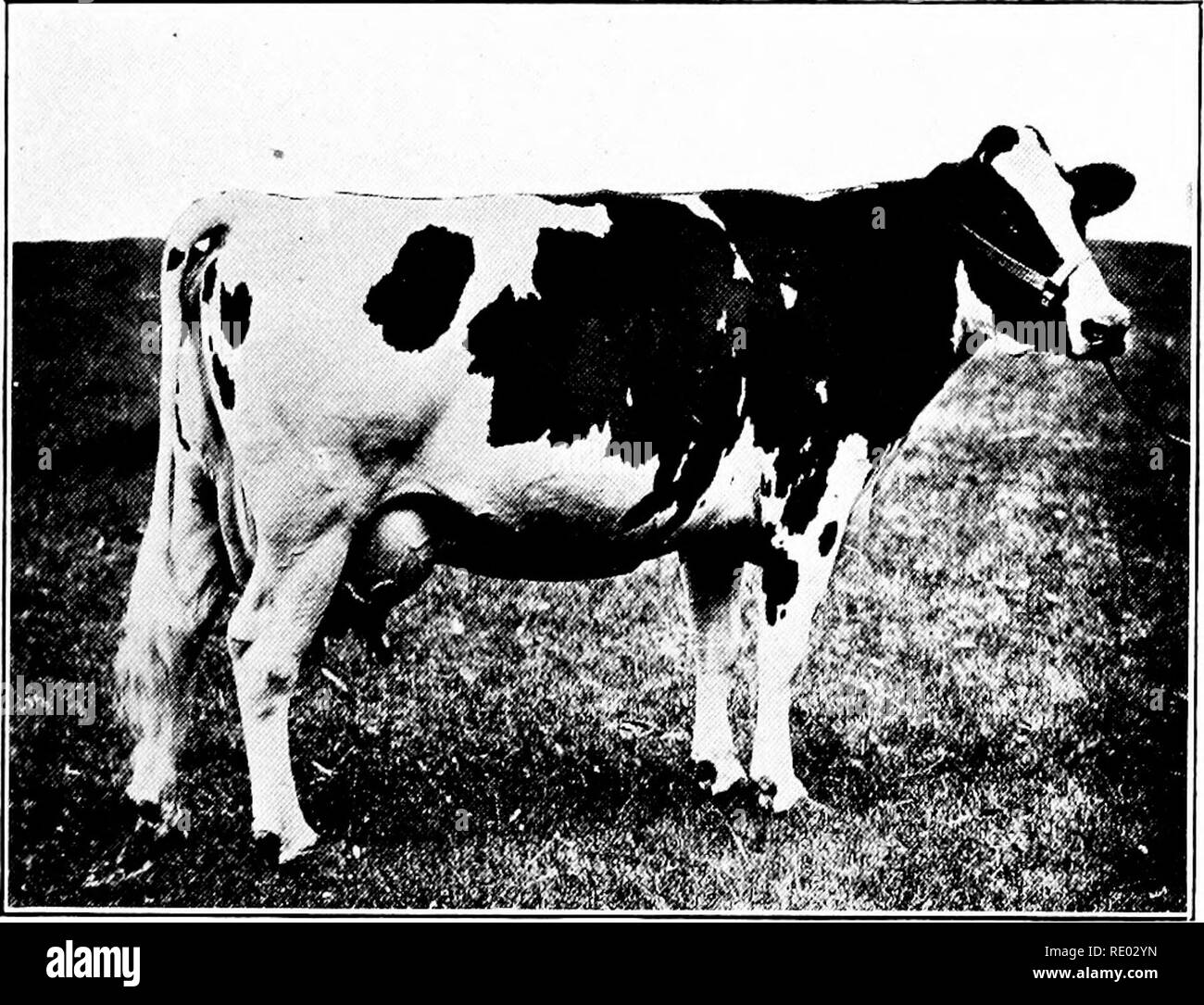 Largest holstein cow Black and White Stock Photos & Images - Alamy