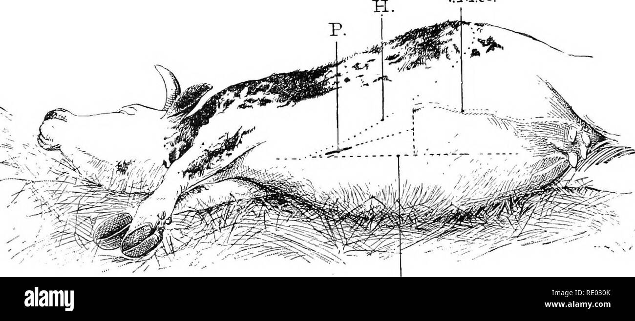 Hypochondrium hi-res stock photography and images - Alamy