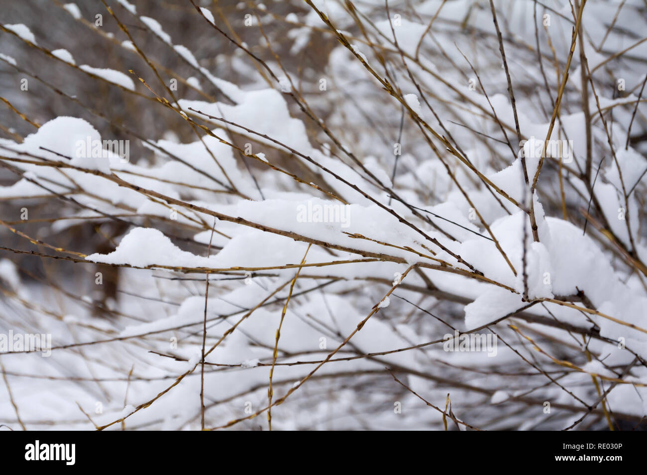 Branches of bush covered with snow and ice close-up at winter landscape ...