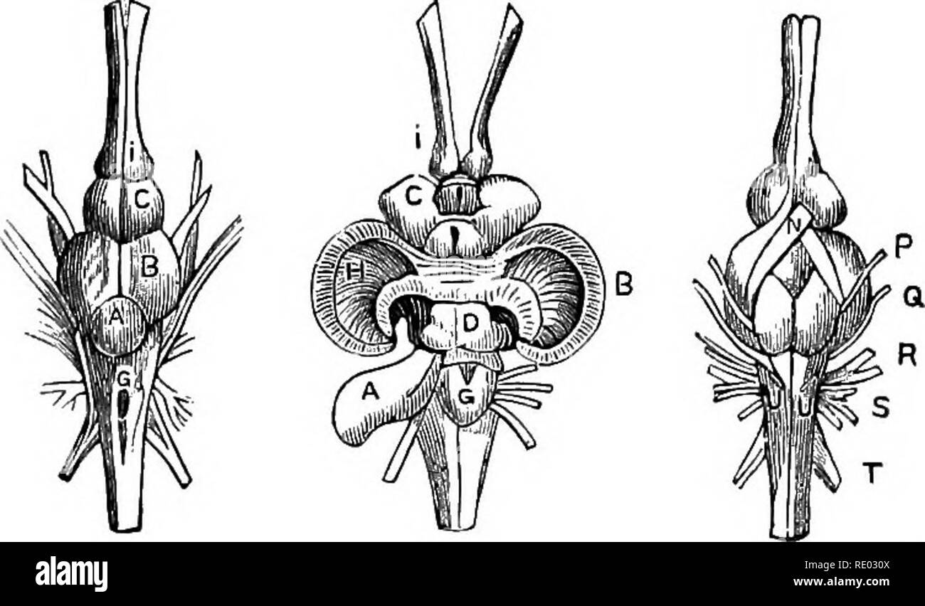 Cephalic position hi-res stock photography and images - Alamy