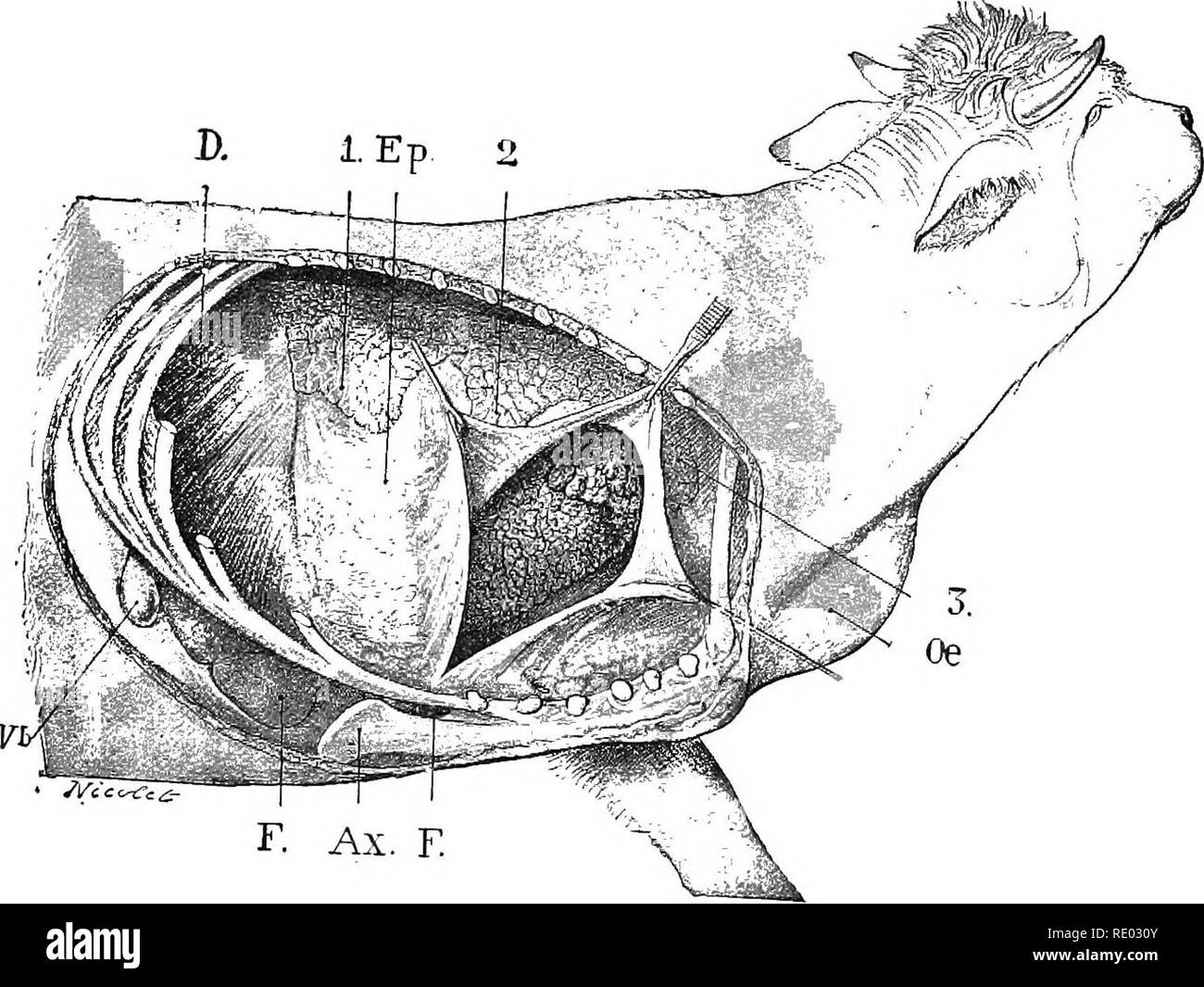 Thoracic Diaphragm Stock Photos & Thoracic Diaphragm Stock Images - Alamy