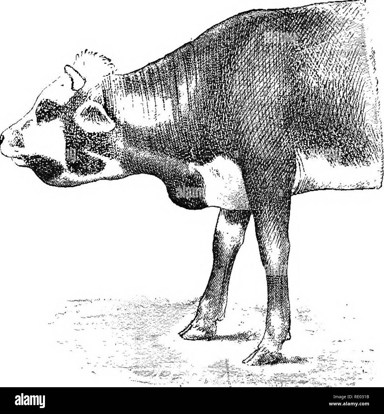 . Diseases of cattle, sheep, goats and swine. Veterinary medicine. 380 ...