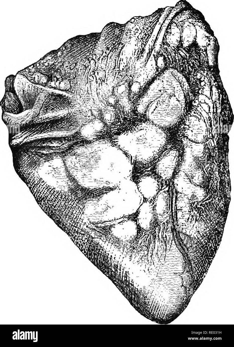 . Diseases of cattle, sheep, goats and swine. Veterinary medicine. 376 ...