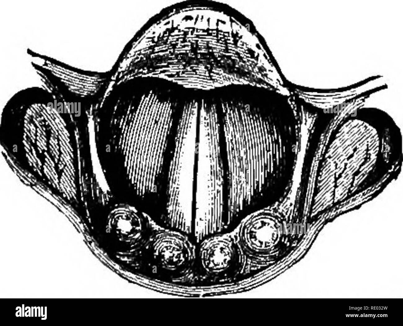 True vocal cords hi-res stock photography and images - Alamy