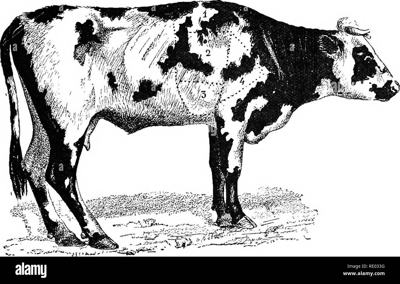 . Diseases of cattle, sheep, goats and swine. Veterinary medicine ...