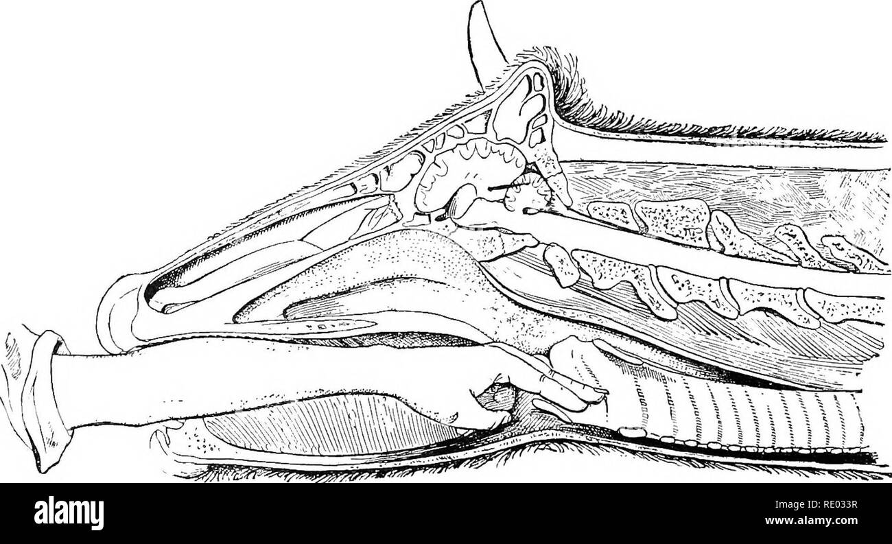 . Diseases of cattle, sheep, goats and swine. Veterinary medicine. 314 ...