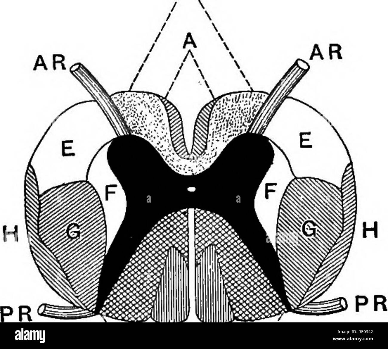Decussation of pyramids hi-res stock photography and images - Alamy