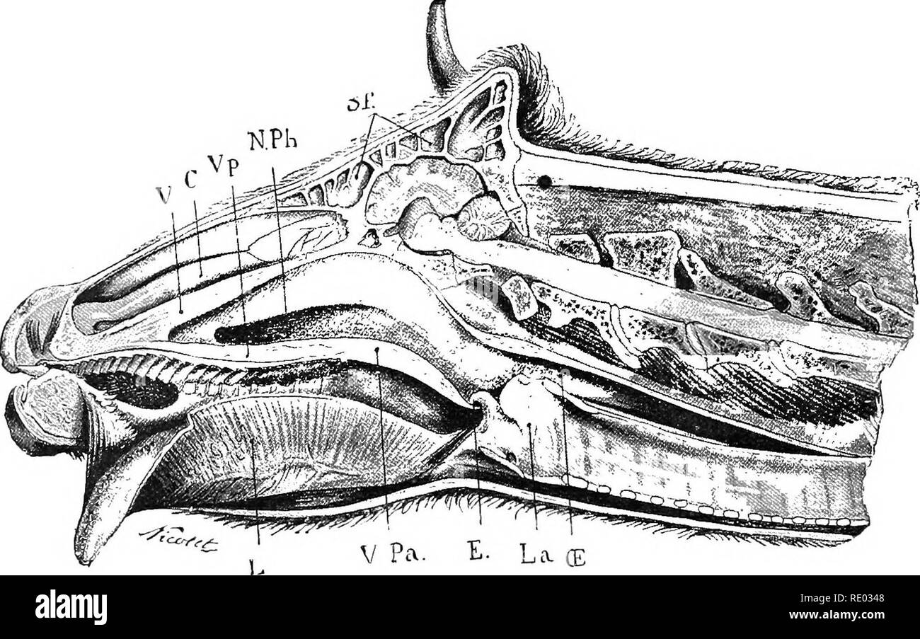 Frontal Sinus Cavity Stock Photos & Frontal Sinus Cavity Stock Images ...