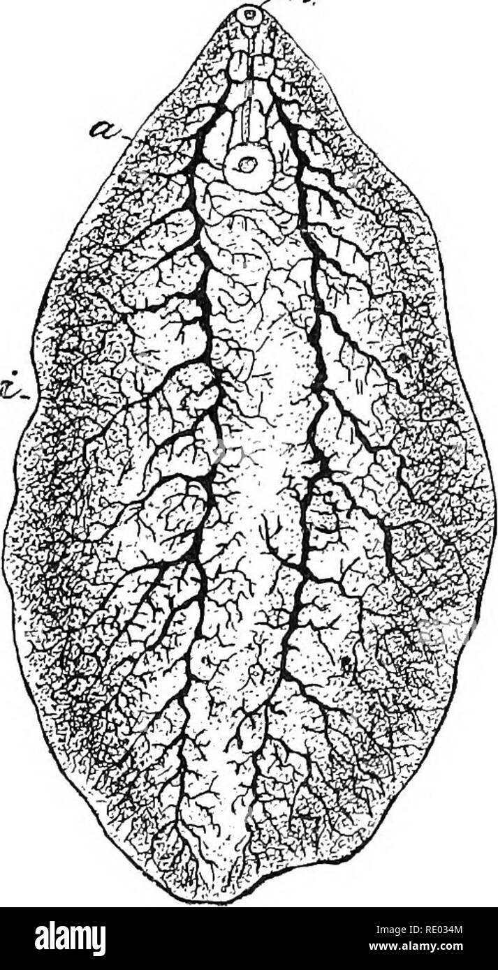 Cattle bile Black and White Stock Photos & Images - Alamy