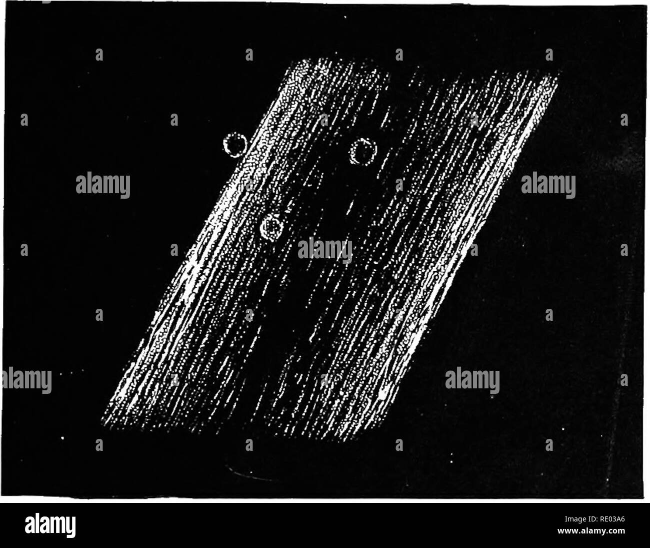 Liver rot Black and White Stock Photos & Images - Alamy