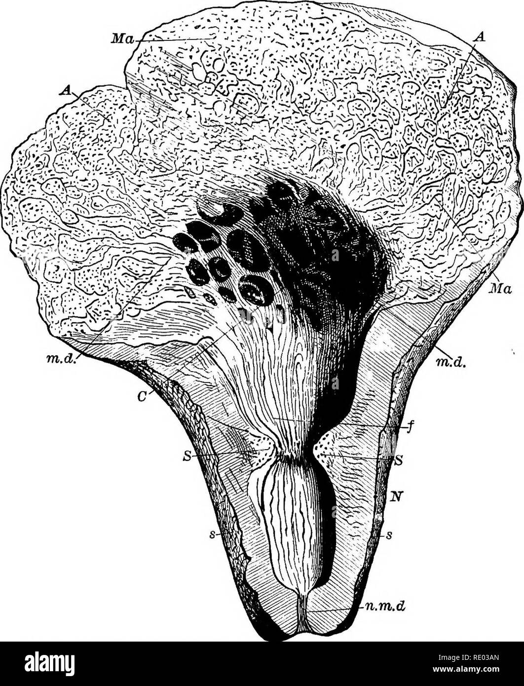 . A text-book of comparative physiology for students and practitioners ...