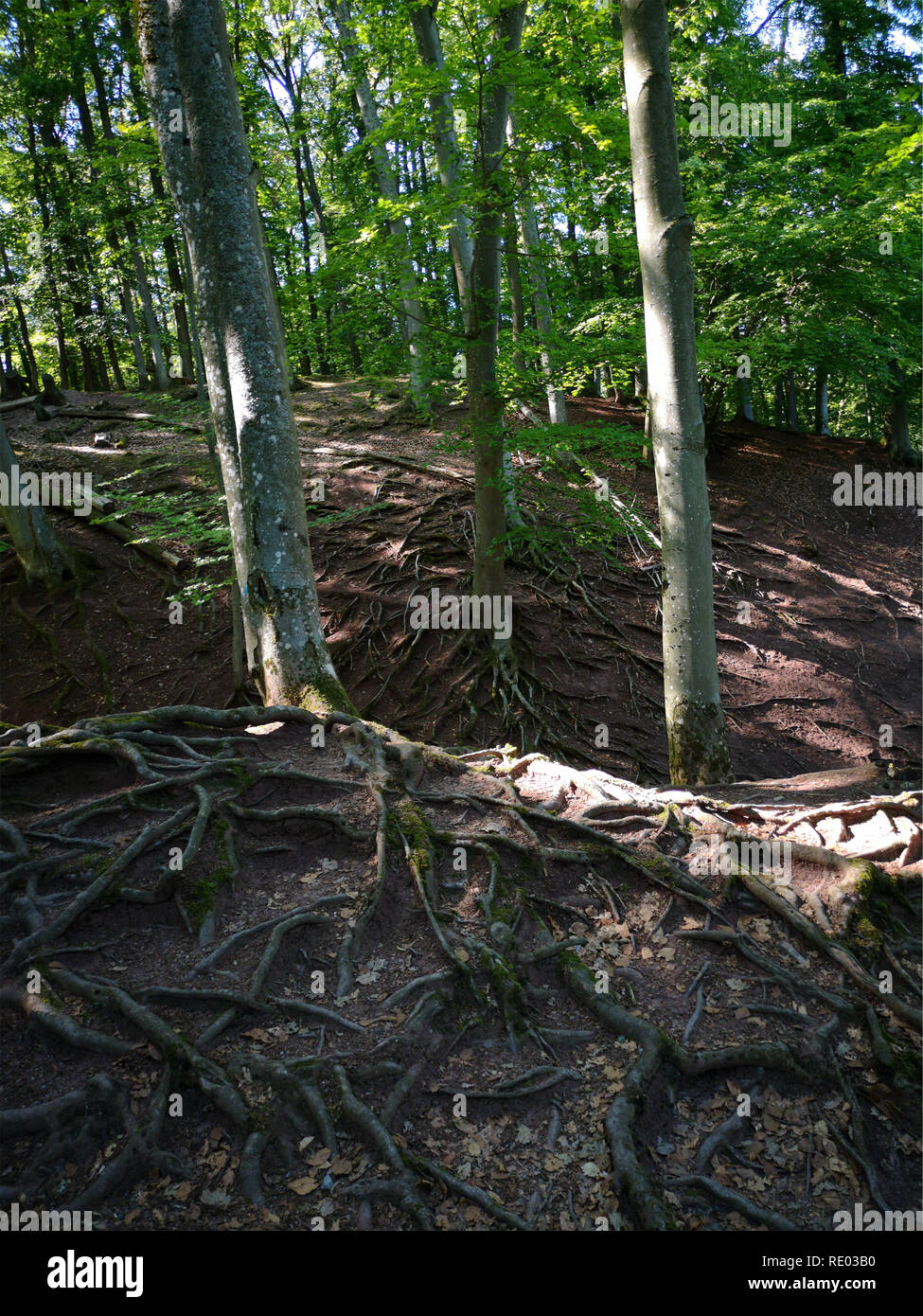 Wood germany hi-res stock photography and images - Alamy