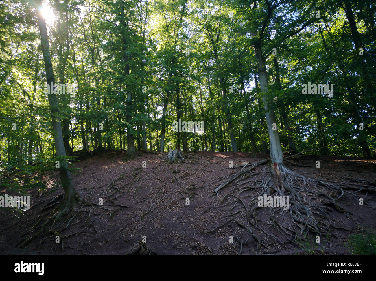 Wood germany hi-res stock photography and images - Alamy