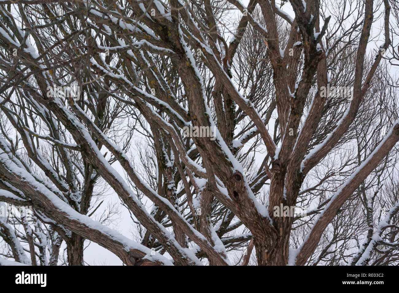 Branches of tree with snow on a sky background at winter Stock Photo ...