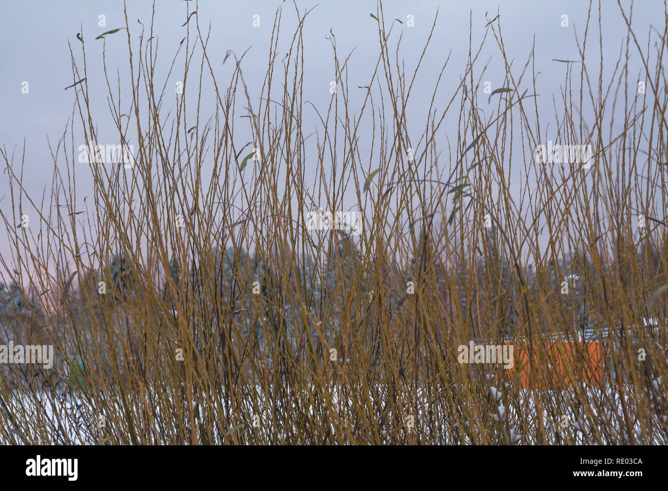Texture of bush branches covered with snow and ice close-up at winter ...