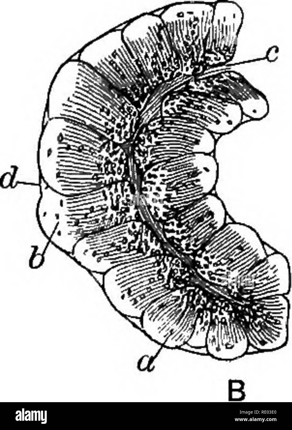 Artificial pancreas Black and White Stock Photos & Images - Alamy
