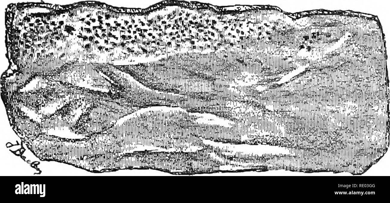 Chronic wasting disease hi-res stock photography and images - Alamy