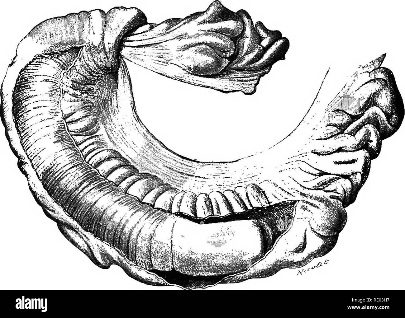 . Diseases of cattle, sheep, goats and swine. Veterinary medicine. 164 ...