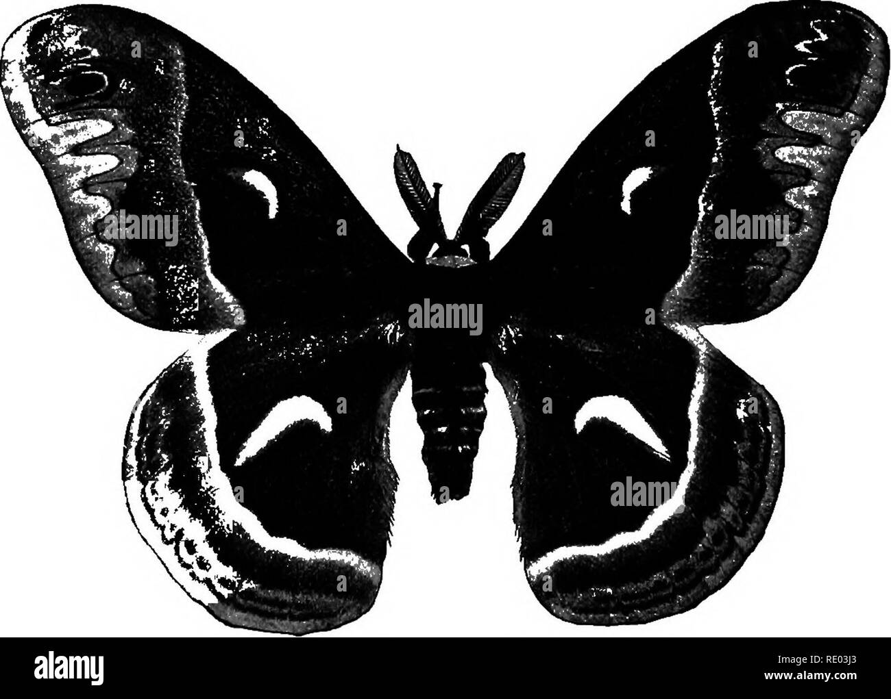 Giant silkworm moths hi-res stock photography and images - Alamy