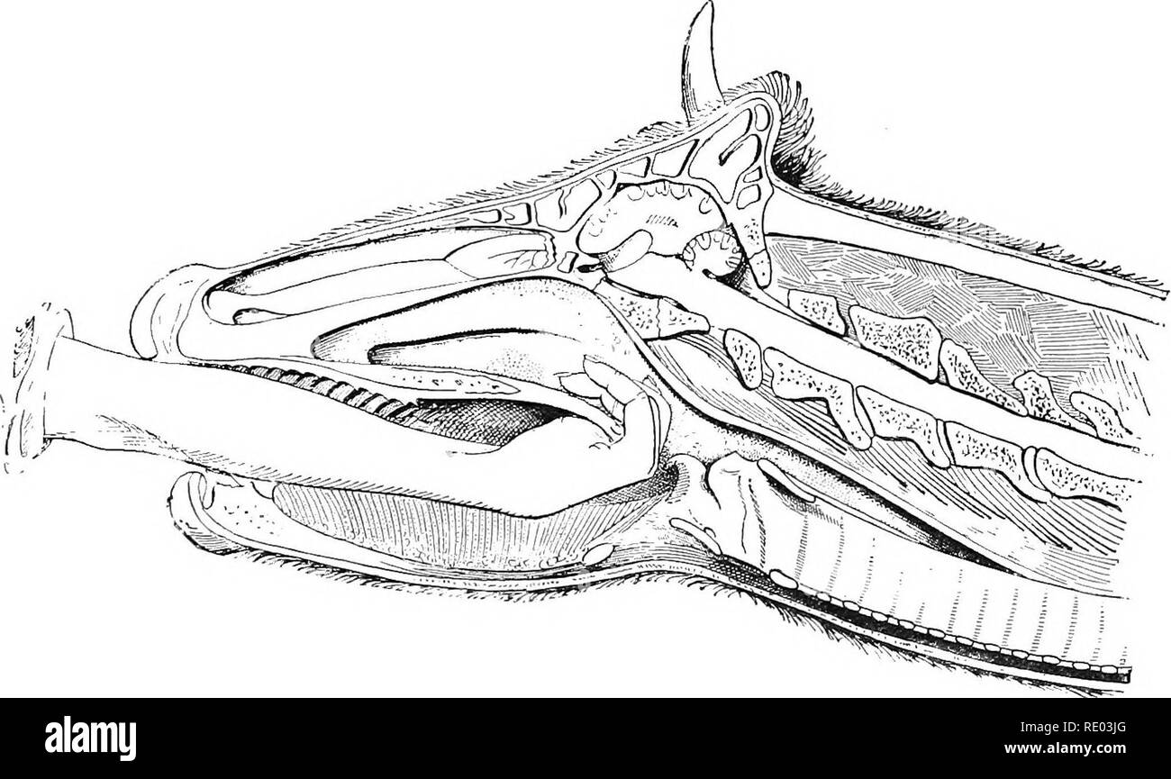 . Diseases of cattle, sheep, goats and swine. Veterinary medicine ...