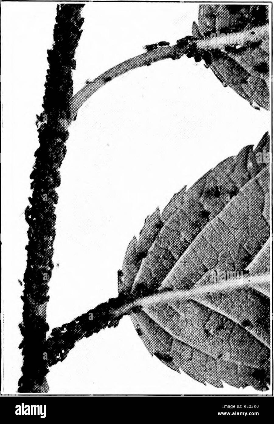 Destructive plant pest Black and White Stock Photos & Images - Alamy